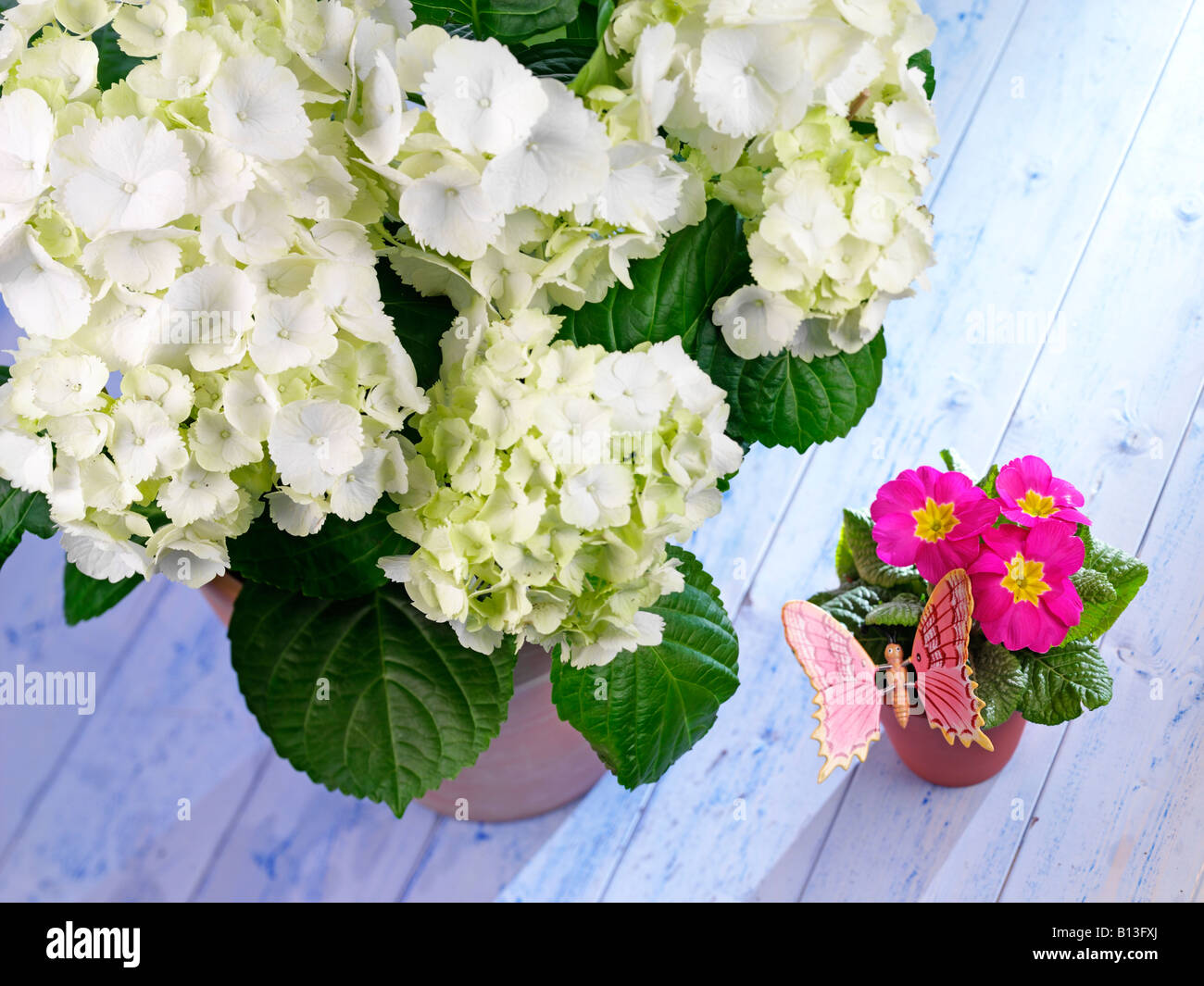 Primroses container plants hi-res stock photography and images - Alamy