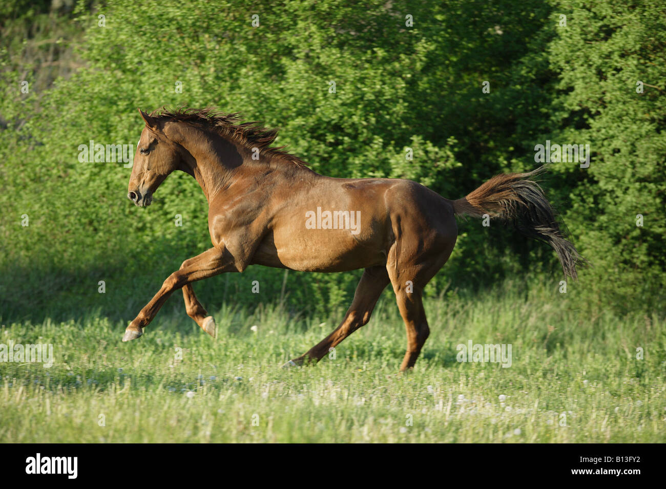 English Thoroughbred - galloping on meadow Stock Photo - Alamy