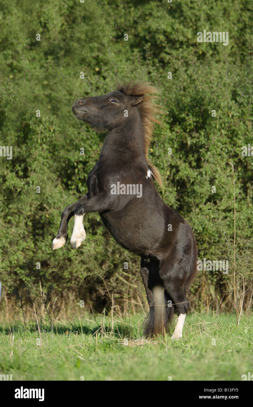 Shetland pony horse rearing hi-res stock photography and images - Alamy