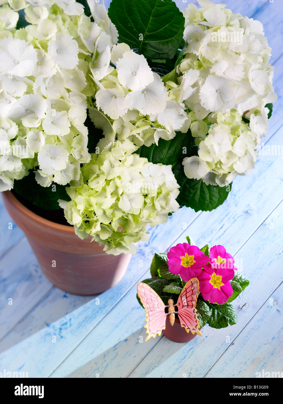 Primroses container plants hi-res stock photography and images - Alamy