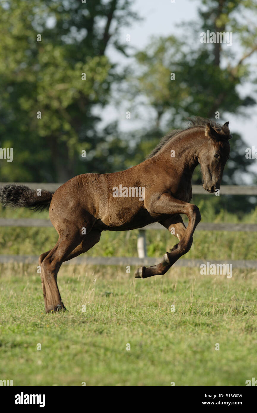 Friesian horse - foal jumping on meadow Stock Photo - Alamy