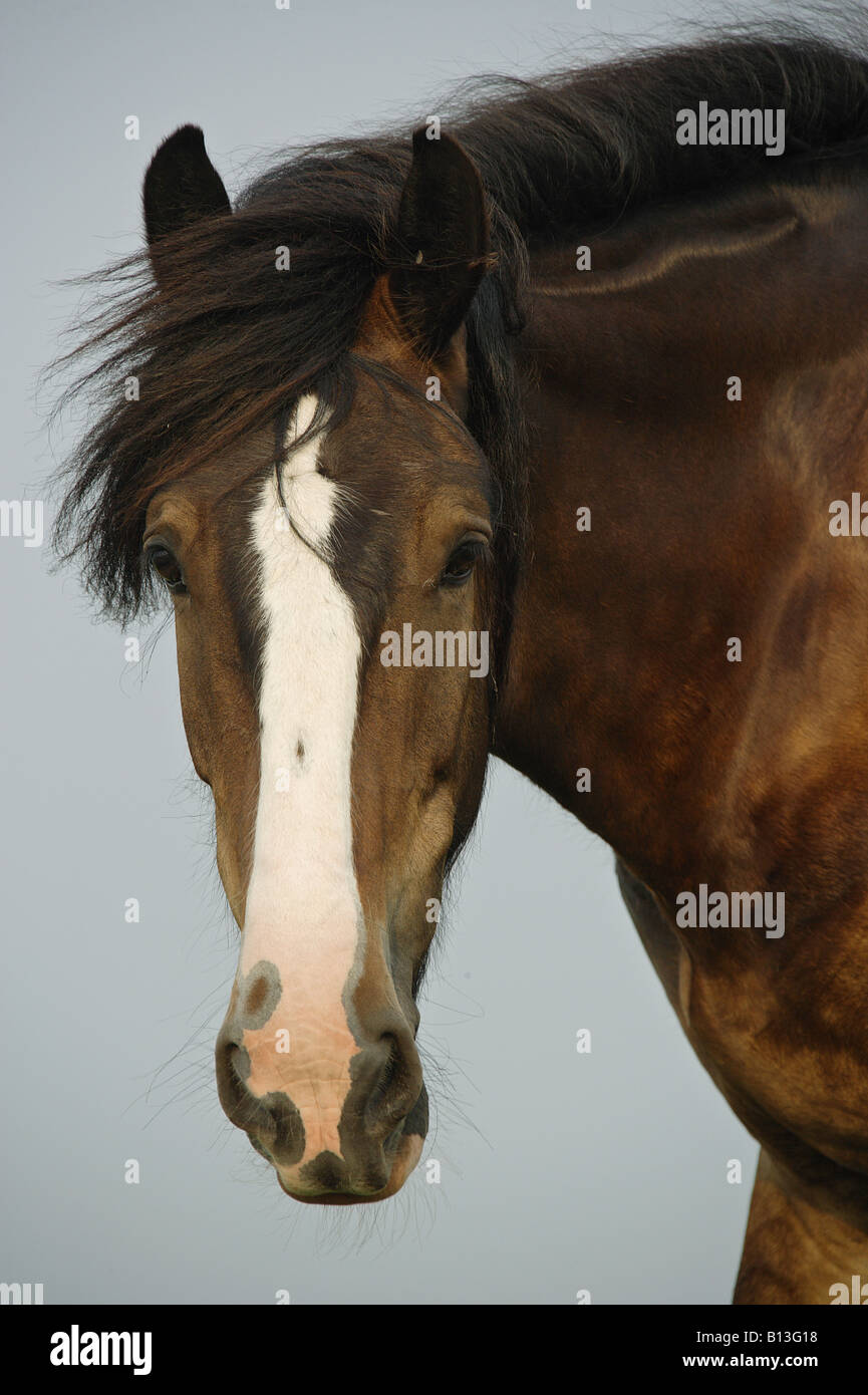 shire horse - portrait Stock Photo - Alamy