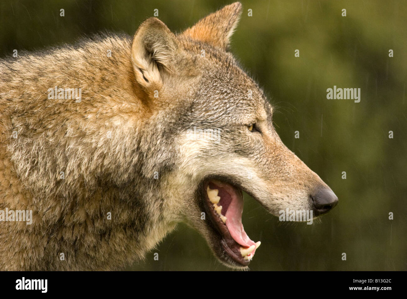 EUROPEAN GREY WOLF Stock Photo - Alamy