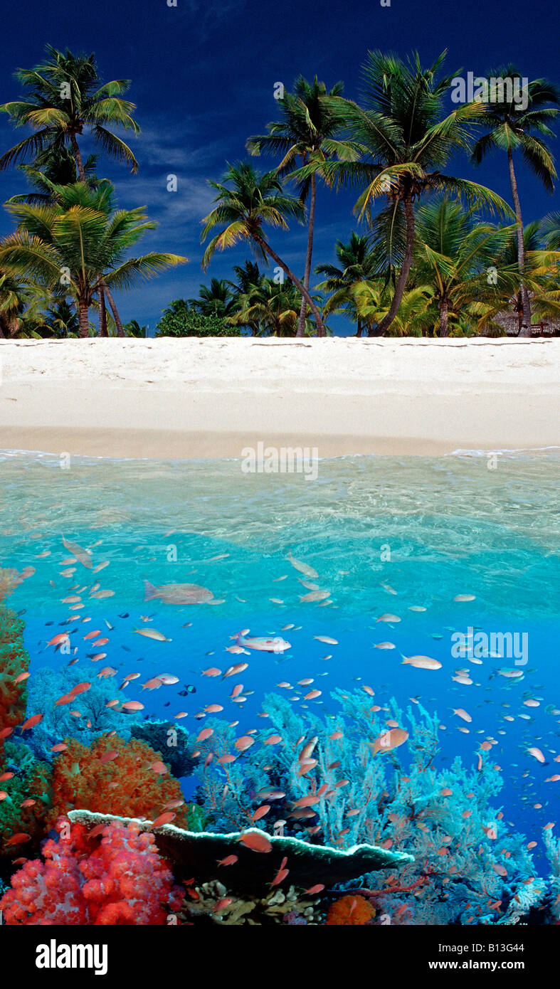 Coral reef coral reefs hi-res stock photography and images - Alamy