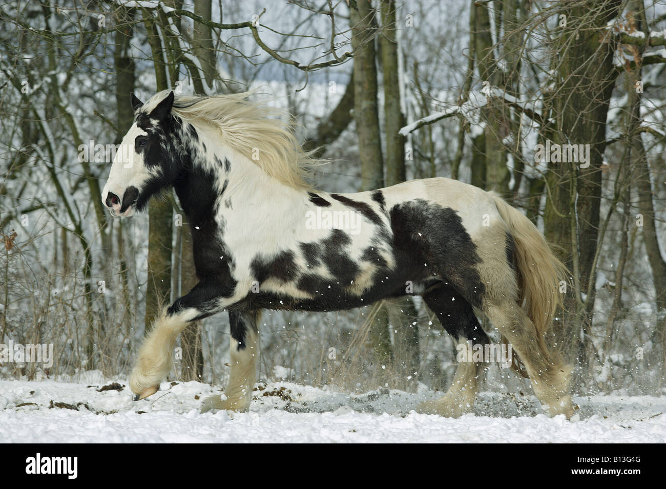 Irish Cob. Skewbald adult horse galloping on snow Stock Photo - Alamy