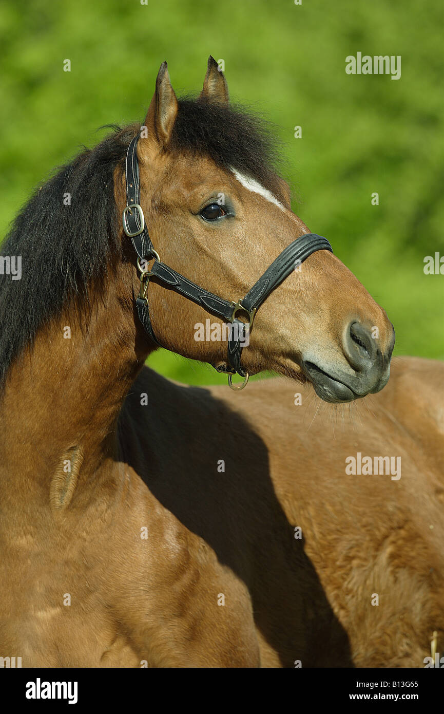 Freiberger - portrait Stock Photo - Alamy