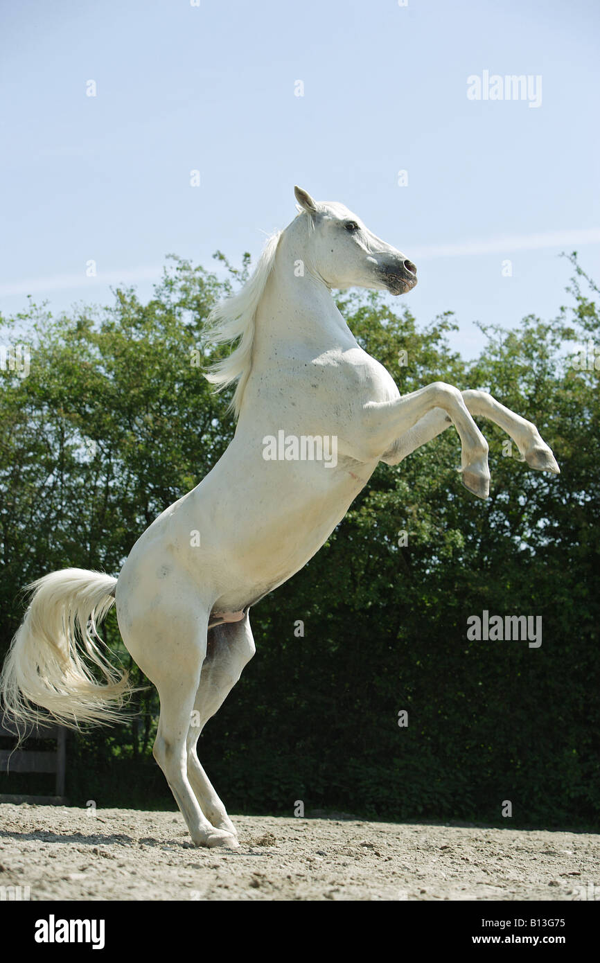 tigerhorse - rearing Stock Photo - Alamy