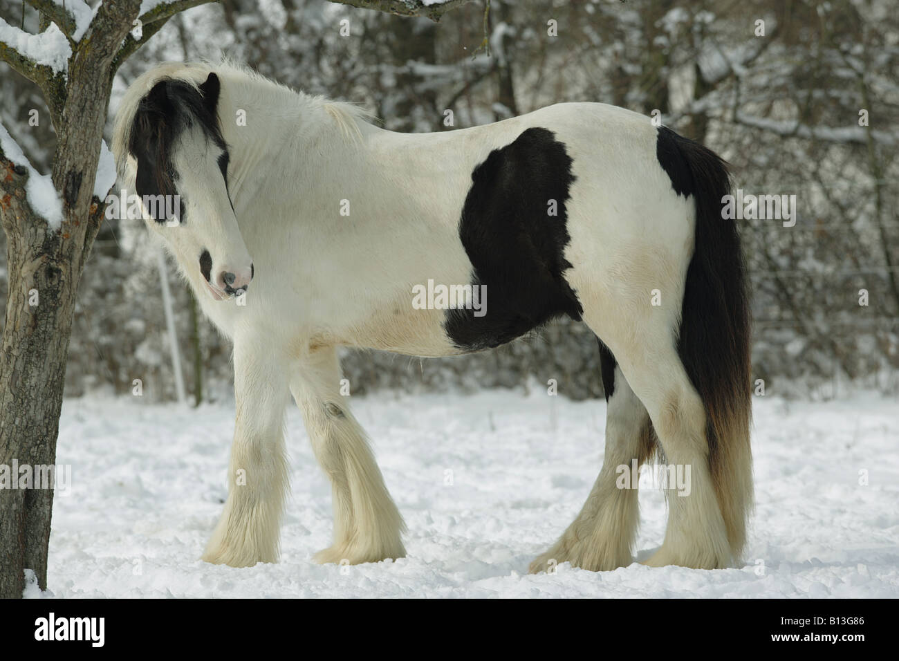 tinker pony - standing in snow Stock Photo - Alamy