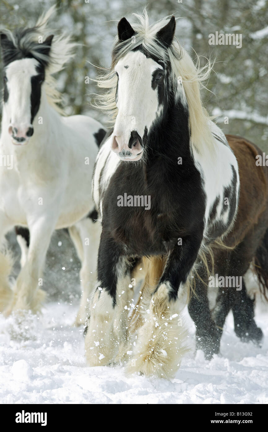 Three gypsy vanner horse hi-res stock photography and images - Alamy