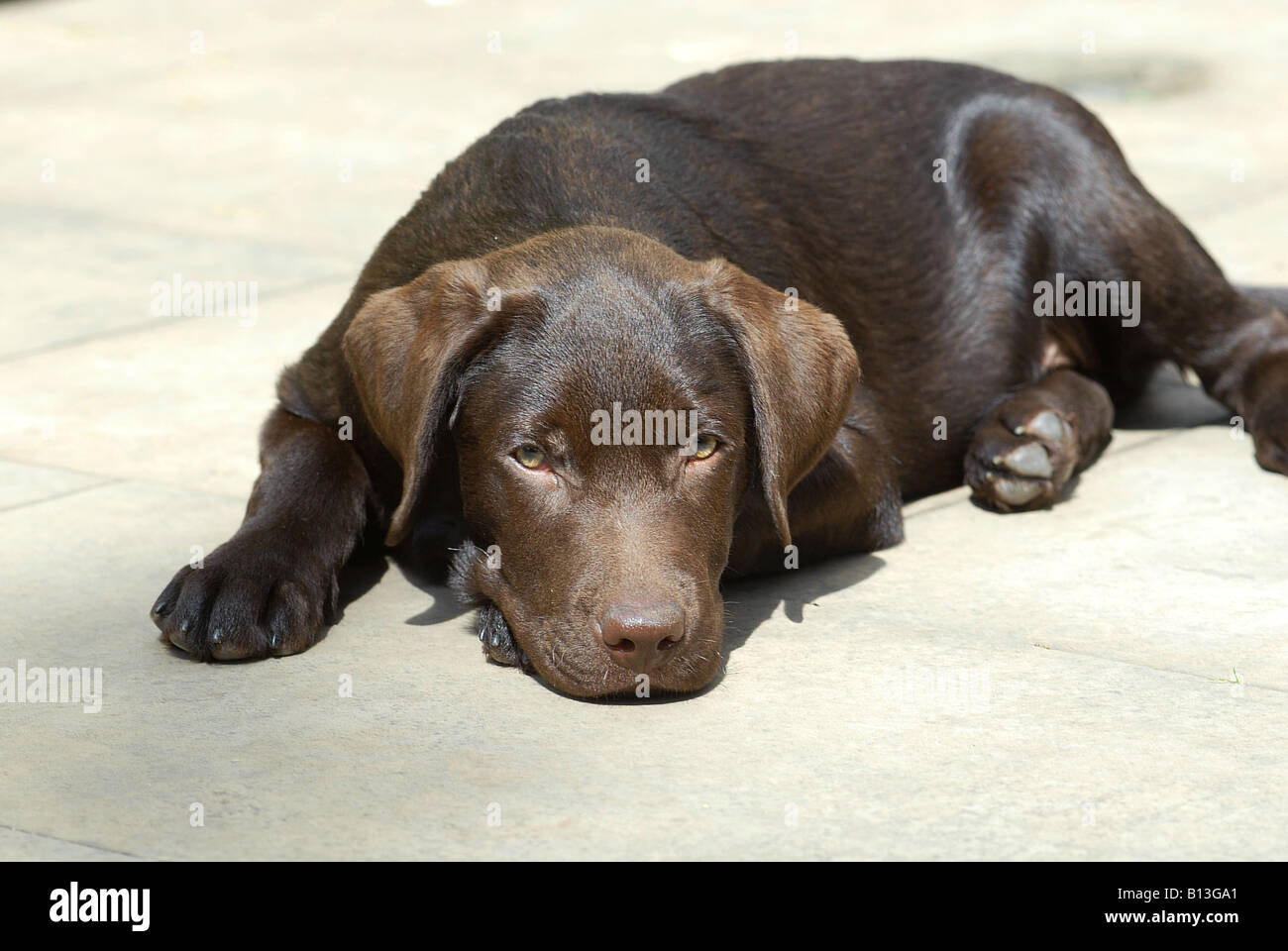 Labrador Retriever - puppy lying - cut out Stock Photo - Alamy