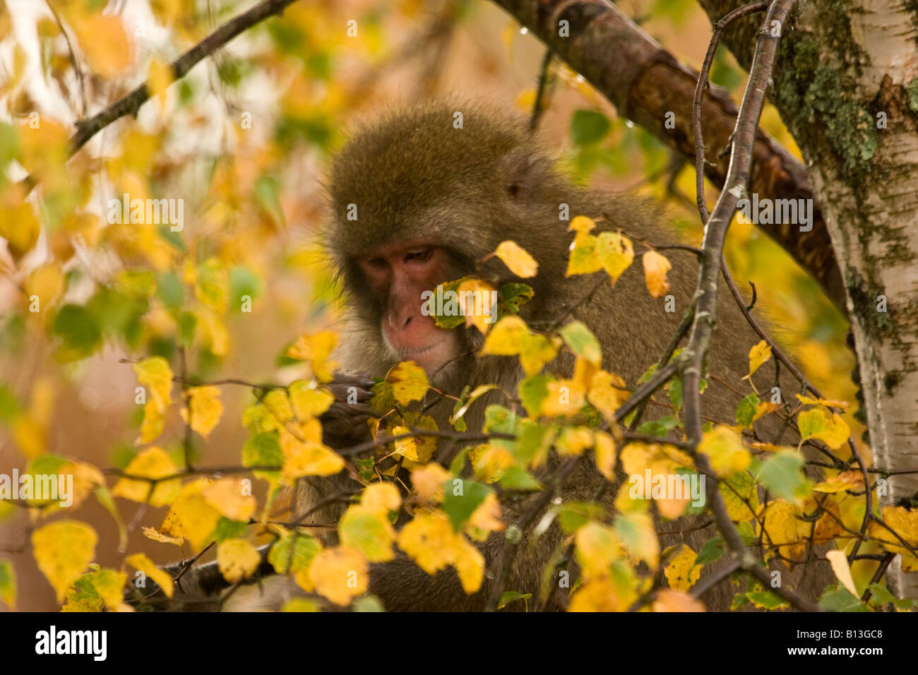 Japanese Macaque in Birch trees Stock Photo - Alamy