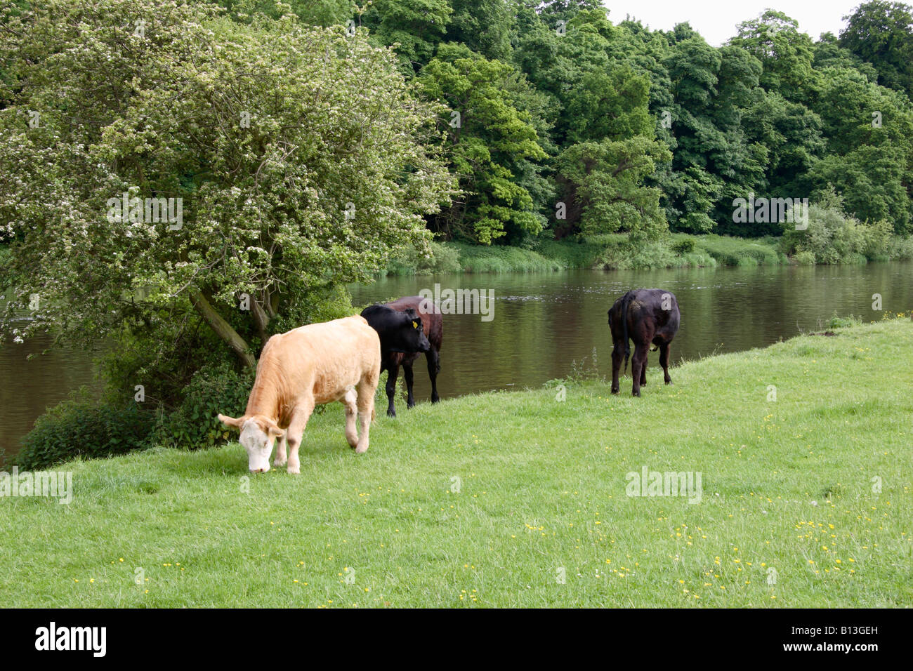 Cows grazing by the river Trent, Nottinghamshire, England, UK Stock ...