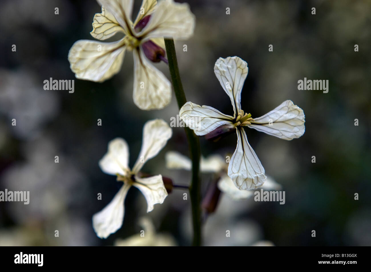 Rocket in flower, Spring 2008 Stock Photo - Alamy