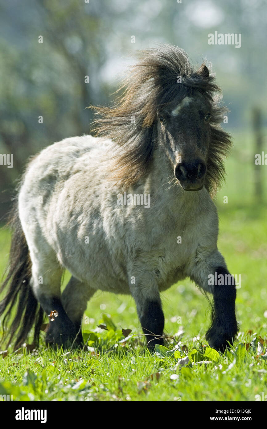 mini-shetland pony - running on meadow Stock Photo - Alamy