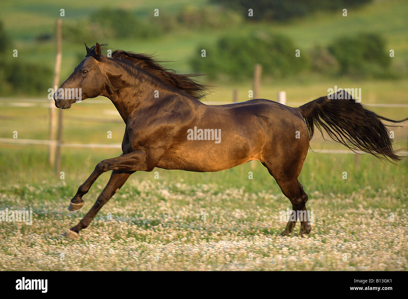 Quarter horse galloping on meadow Stock Photo - Alamy