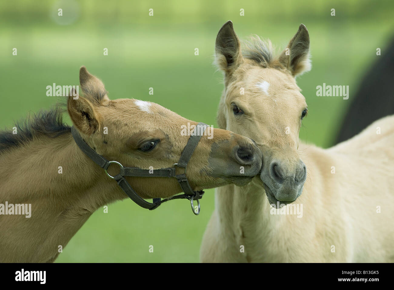 two quarter horse foals - portrait Stock Photo - Alamy