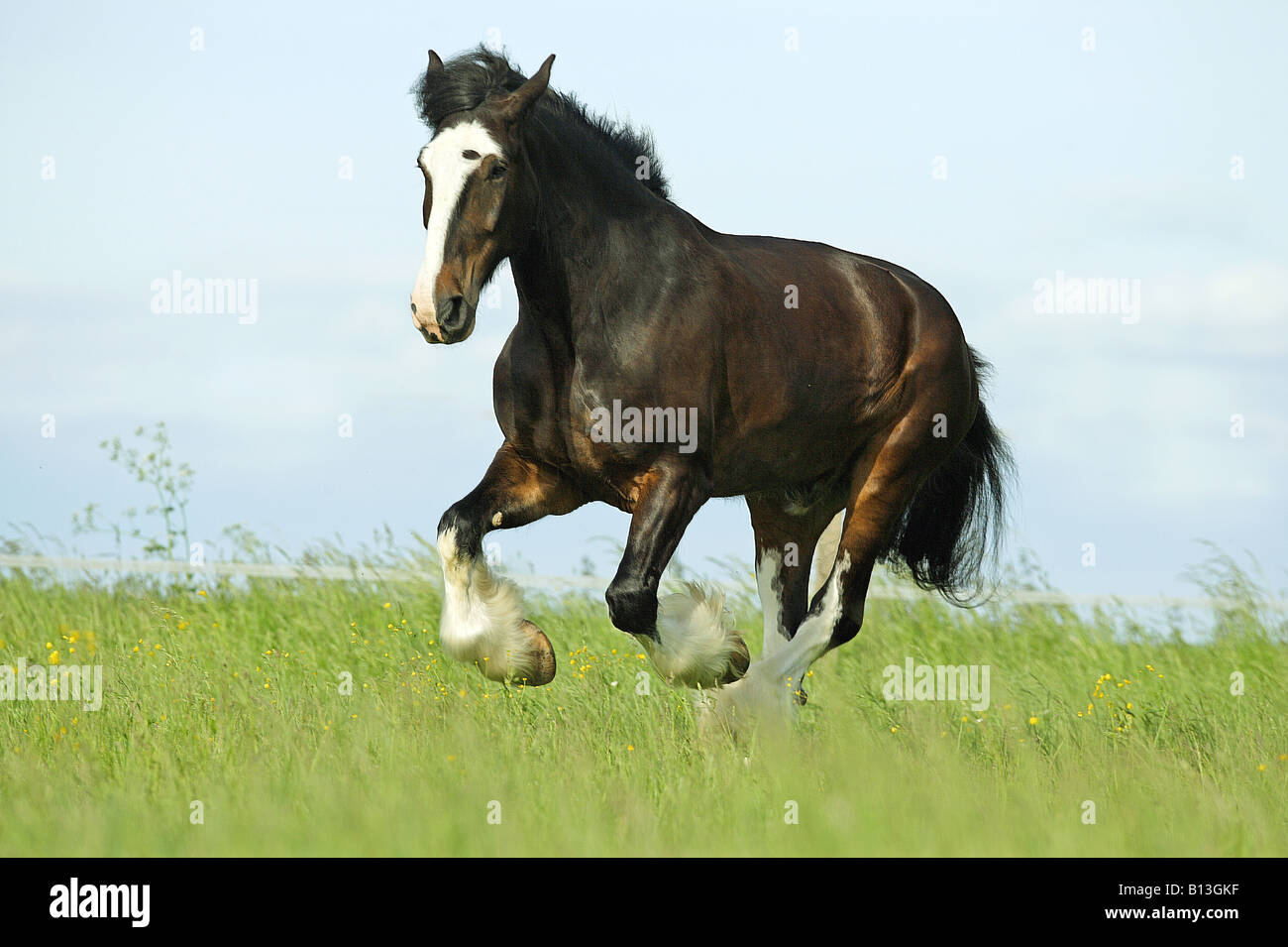 shire horse - galloping on meadow Stock Photo - Alamy