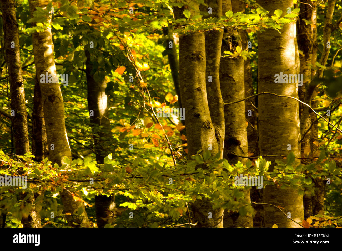 Autumn Beech trees Stock Photo - Alamy
