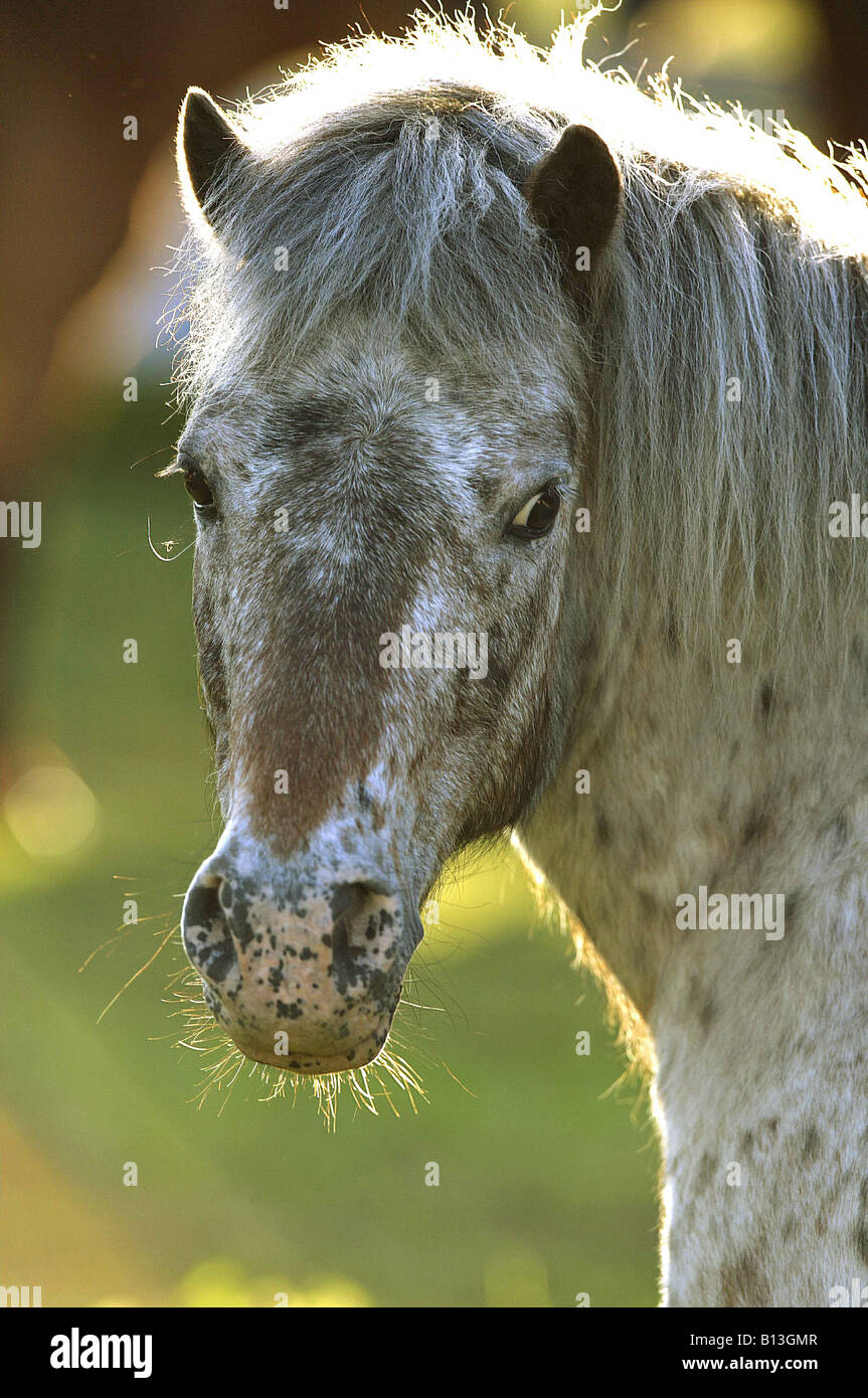 pony - portrait Stock Photo - Alamy