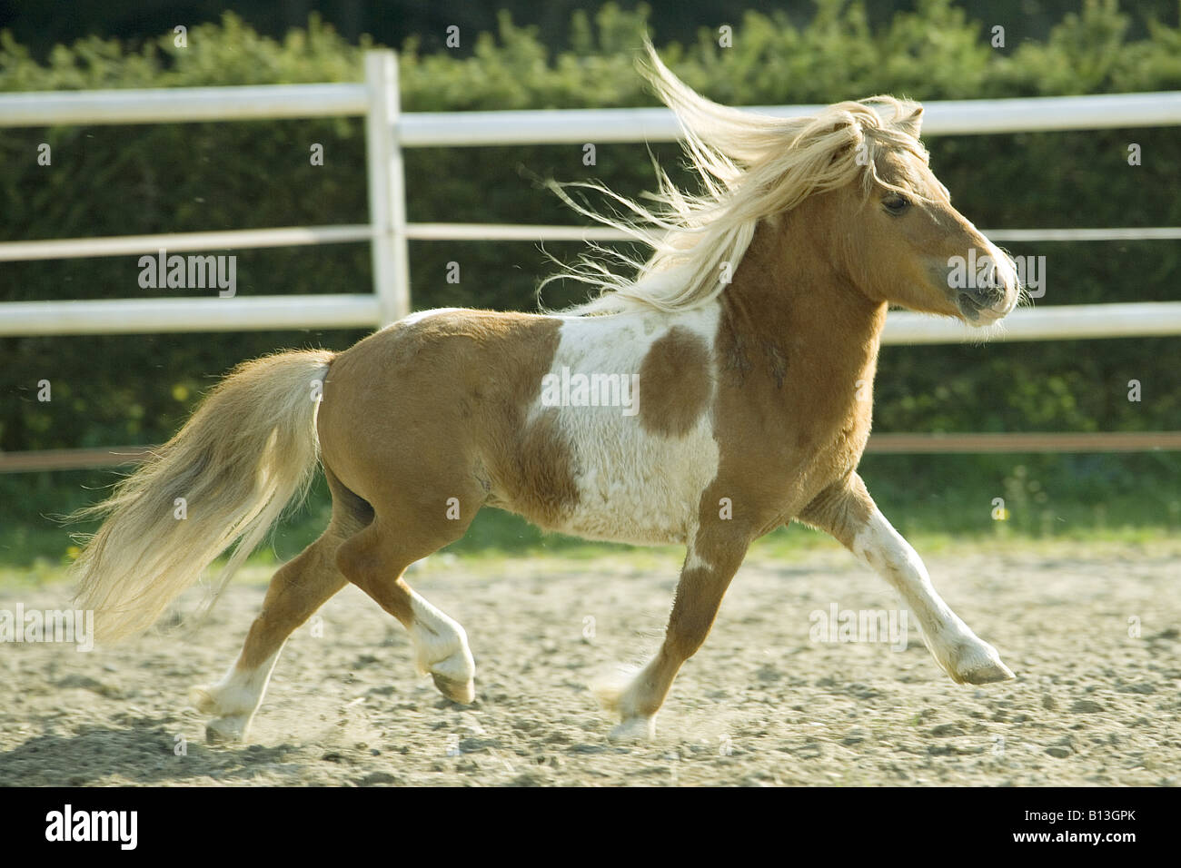 shetland pony - trotting on paddock Stock Photo - Alamy