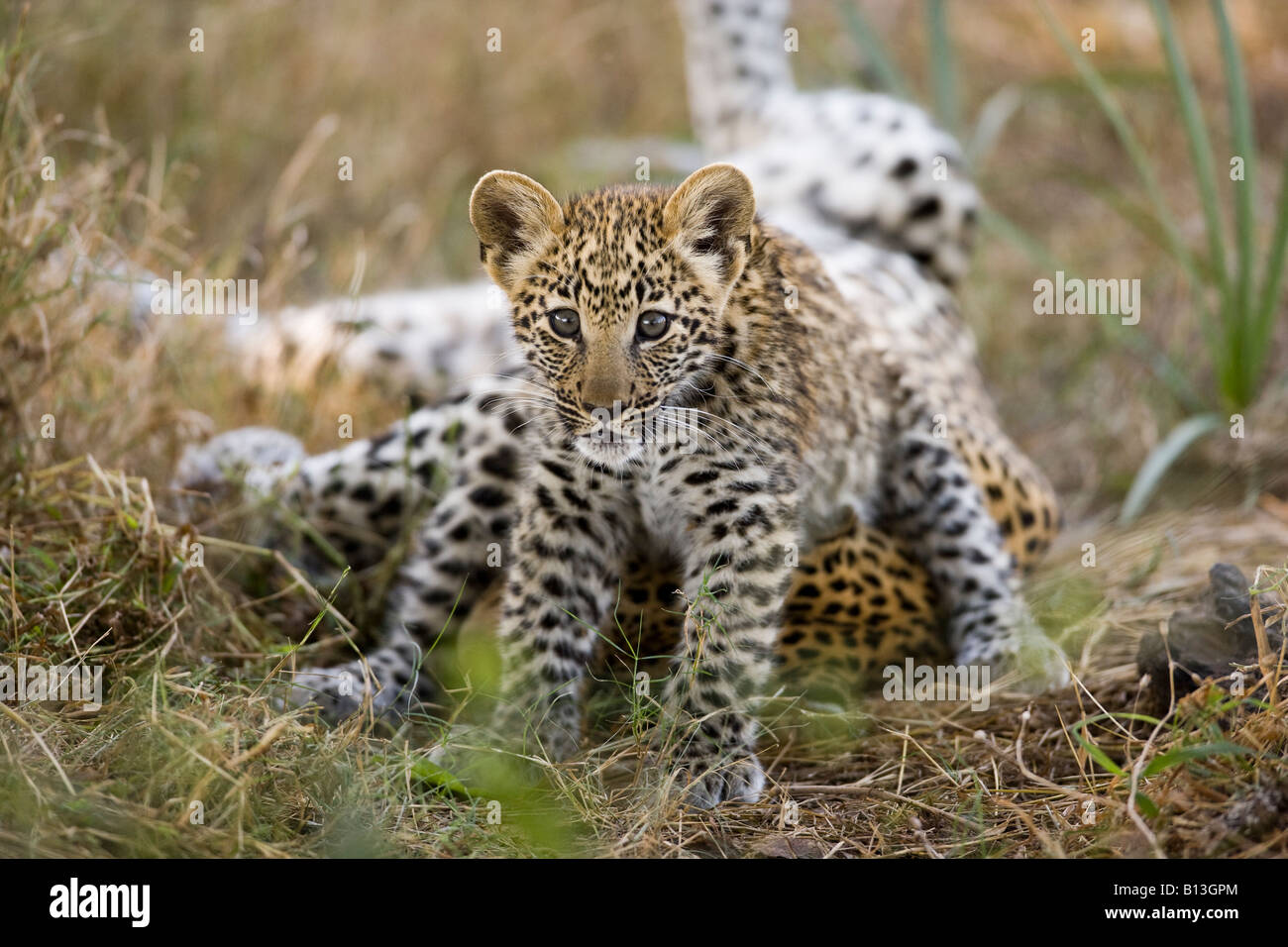 Silly Baby Animal Pictures