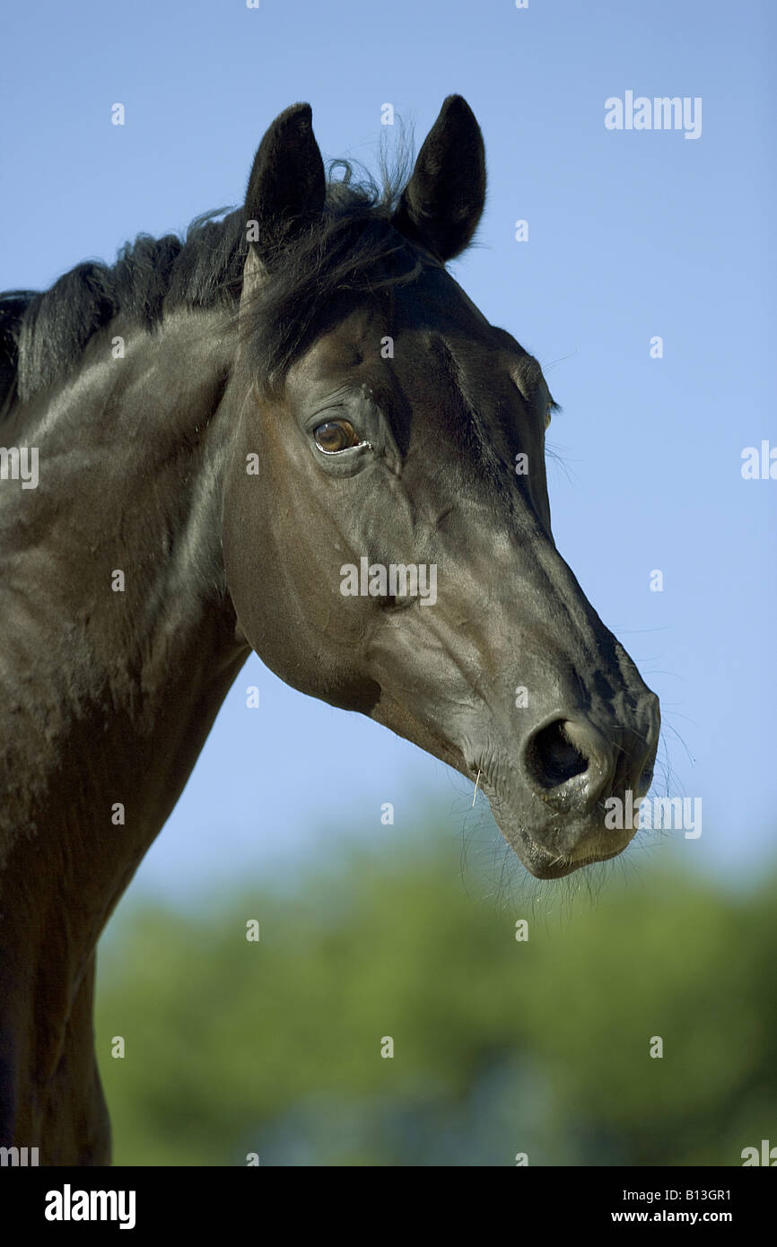 trakehner - portrait Stock Photo - Alamy