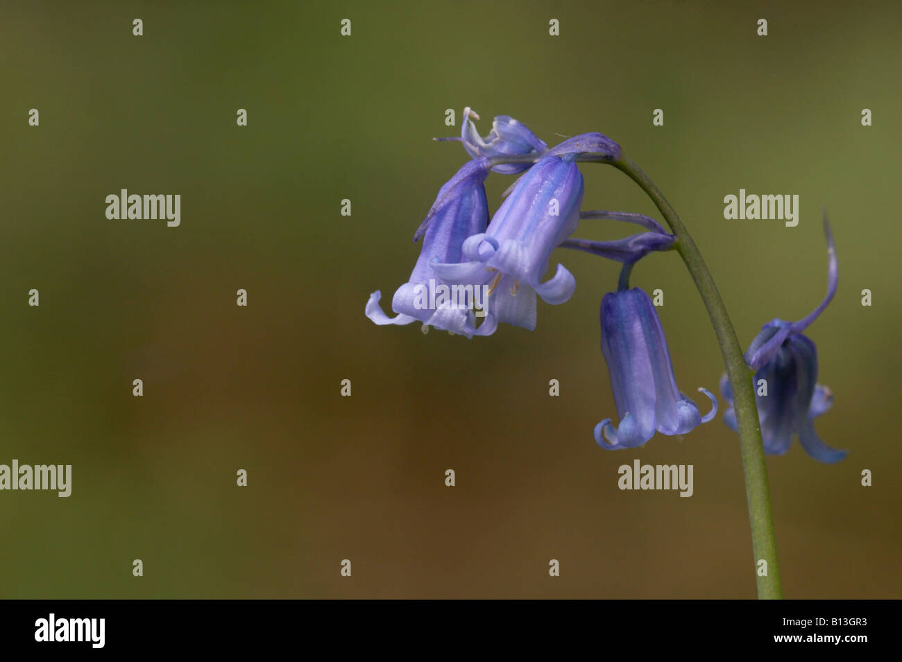 Bluebell plant hi-res stock photography and images - Alamy