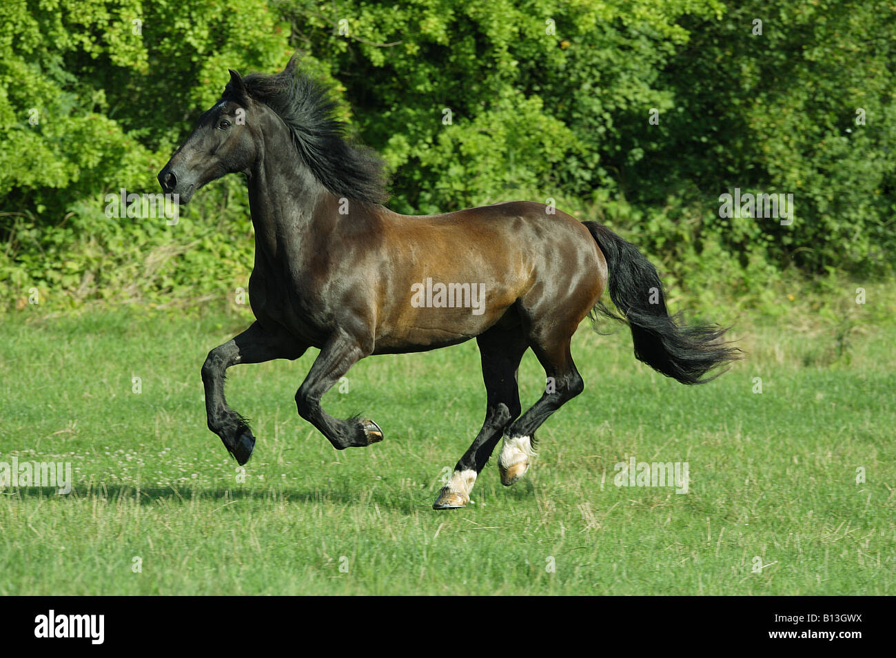 welsh cob - galloping on meadow Stock Photo - Alamy