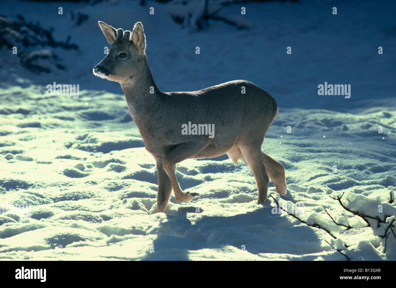 chevreuil male Roe Deer male Capreolus capreolus in snow animals ...