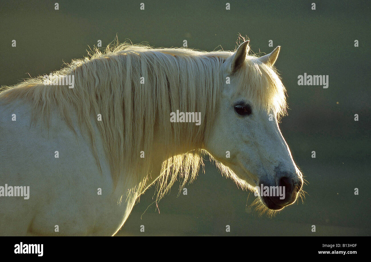 welsh pony - portrait Stock Photo - Alamy