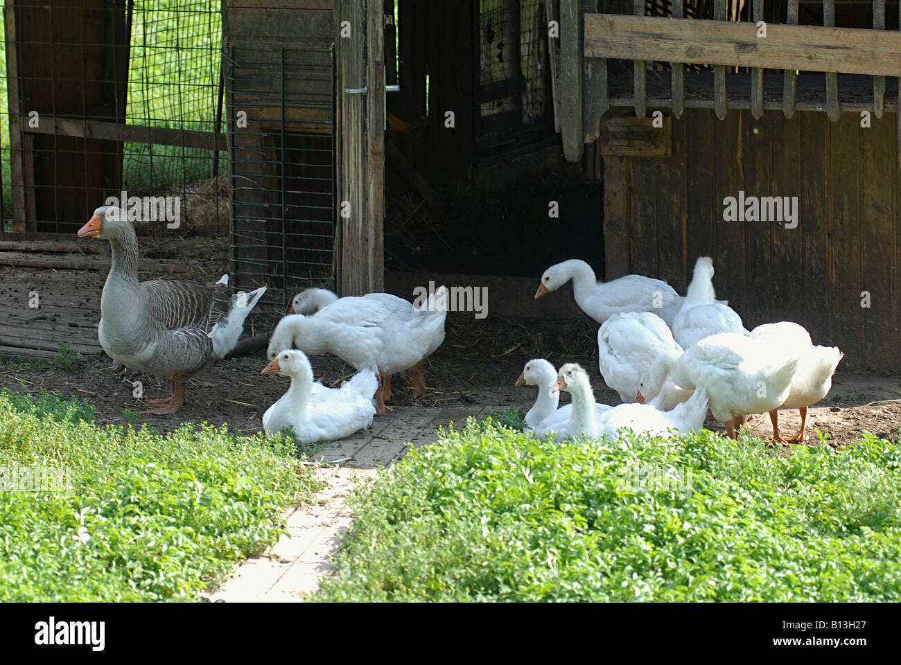 Pomeranian geese in front of stable Stock Photo - Alamy