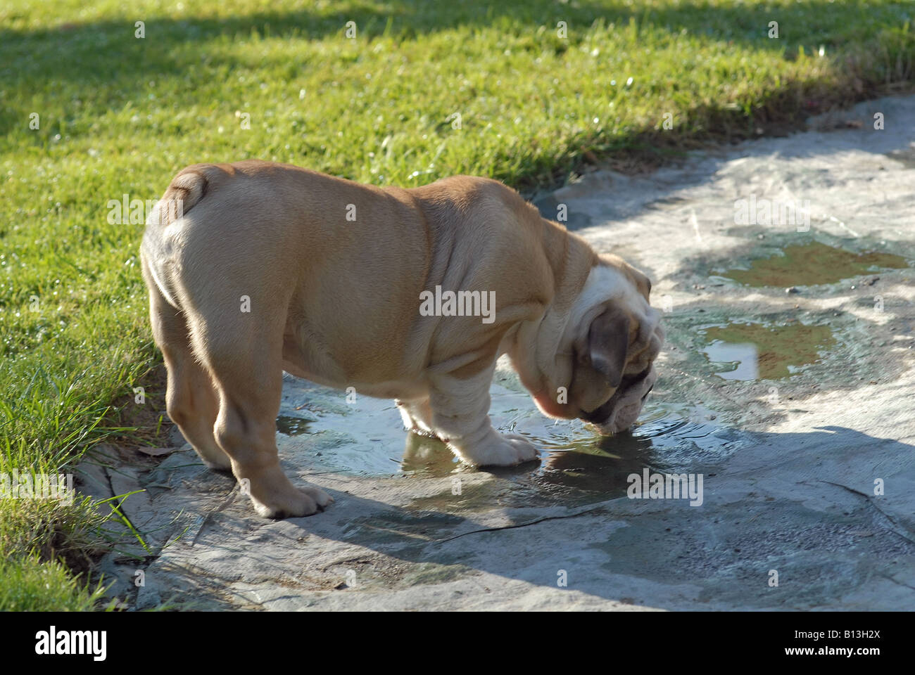 English Bulldog - drinking out of puddle Stock Photo - Alamy