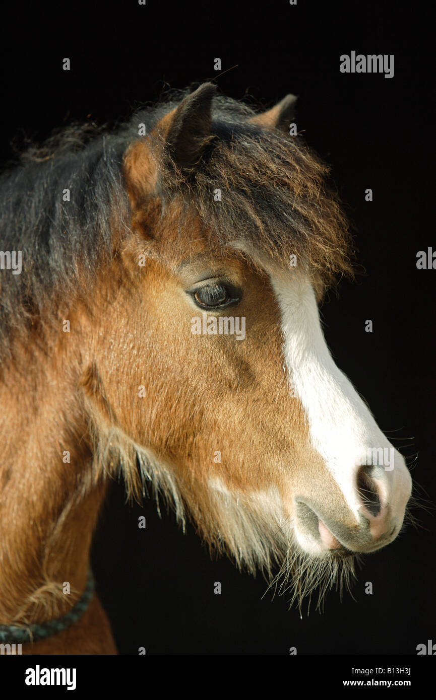 welsh pony - portrait Stock Photo - Alamy