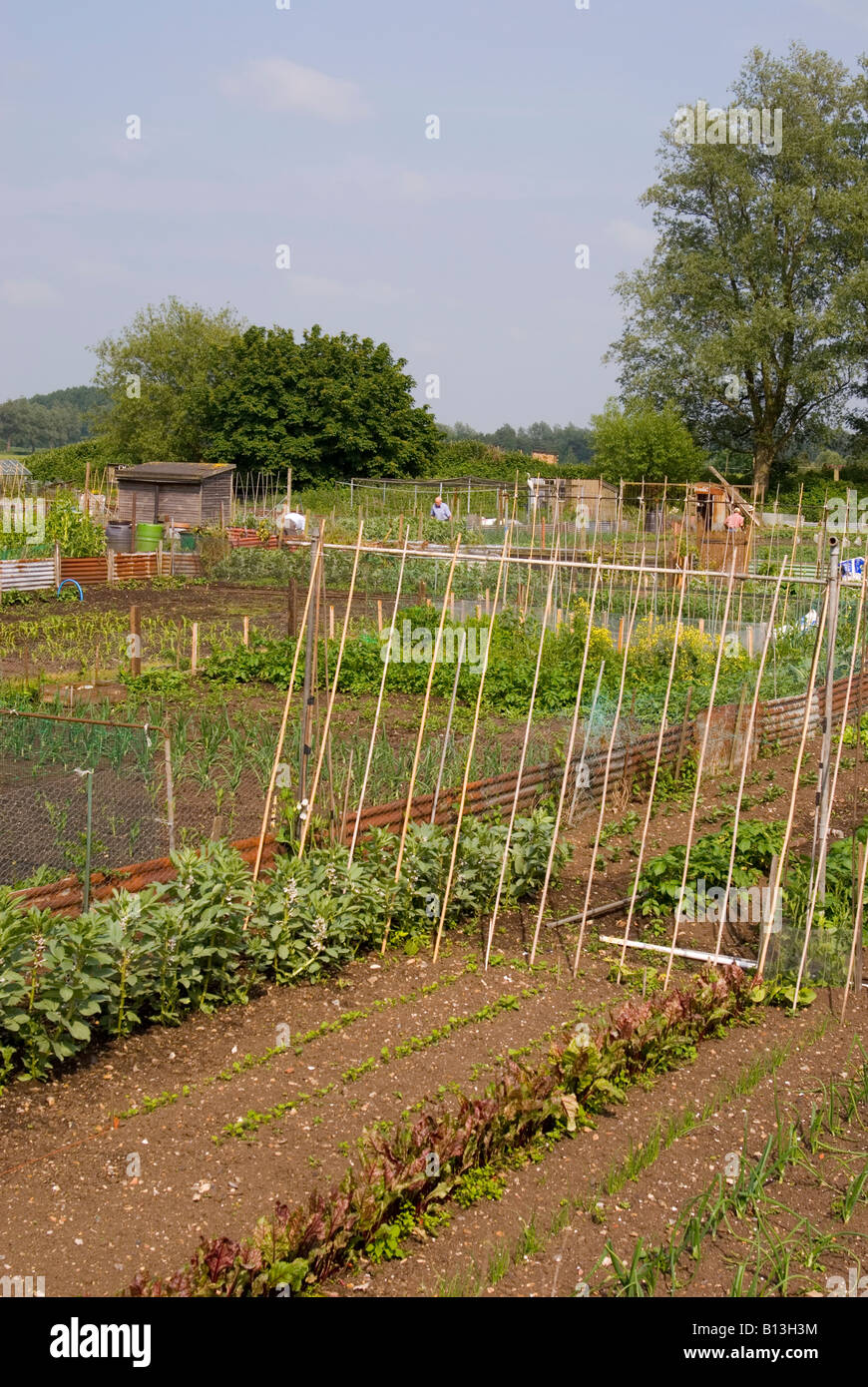 Allotment garden cultivate hi-res stock photography and images - Alamy