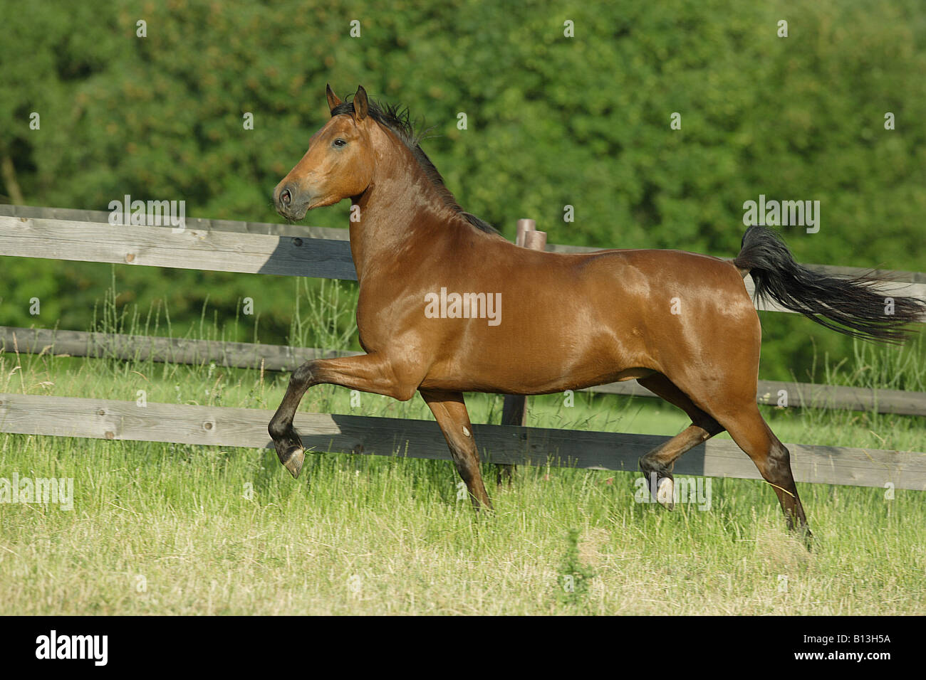 German Riding Pony - trotting on meadow Stock Photo - Alamy