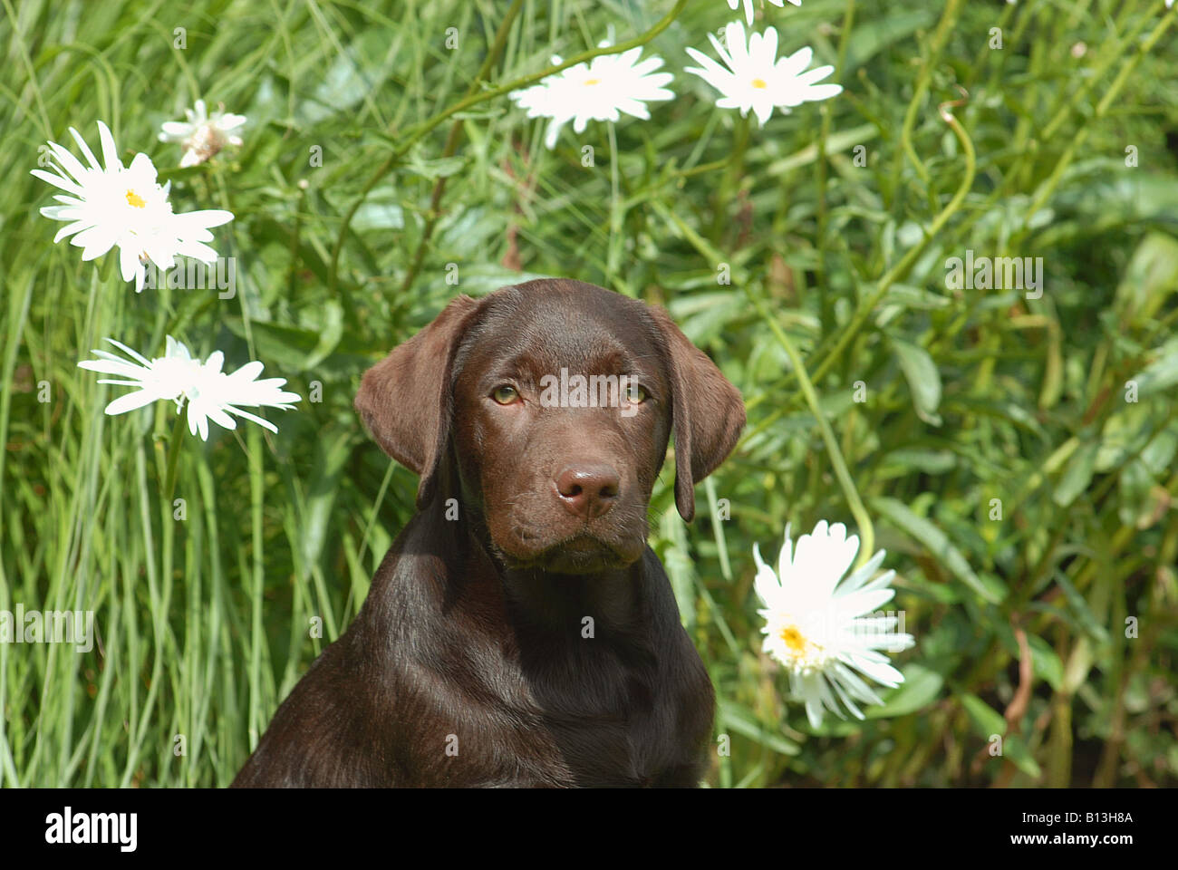 Labrador Retriever - puppy sitting in front of flowers Stock Photo - Alamy