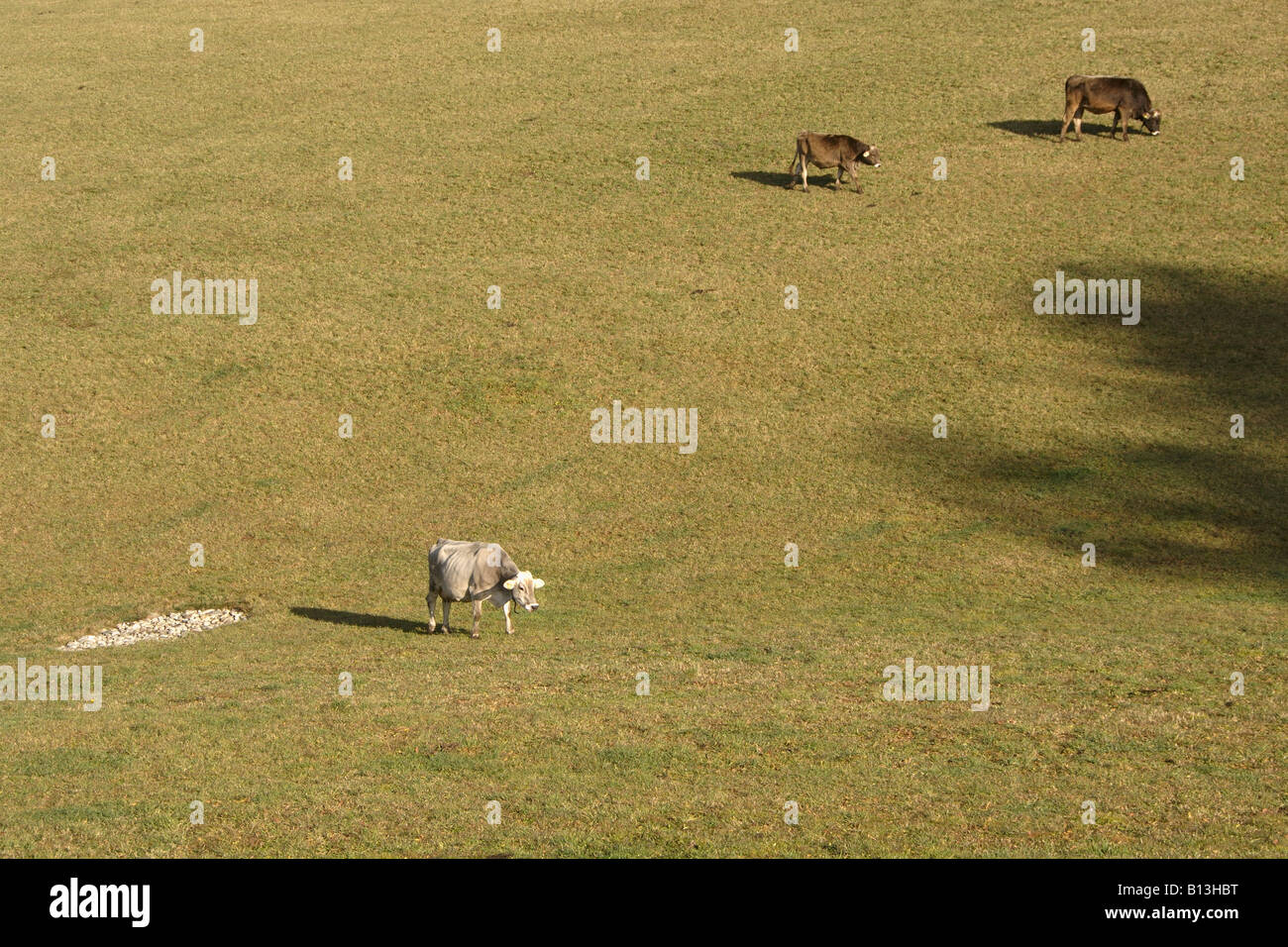 Three browsing cows on a grazing land, Puster Valley, South Tyrol ...