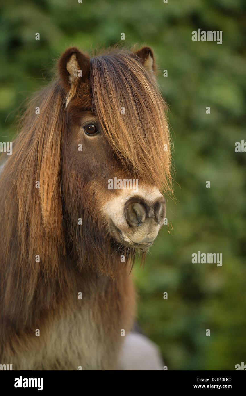 shetland pony - portrait Stock Photo - Alamy