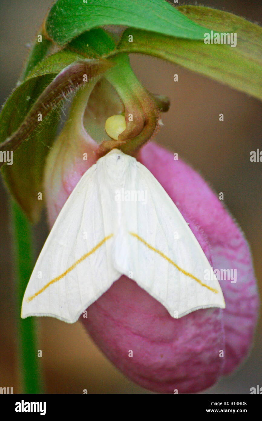 Pink Lady Slipper or moccasin flower with a pollinating moth Stock ...