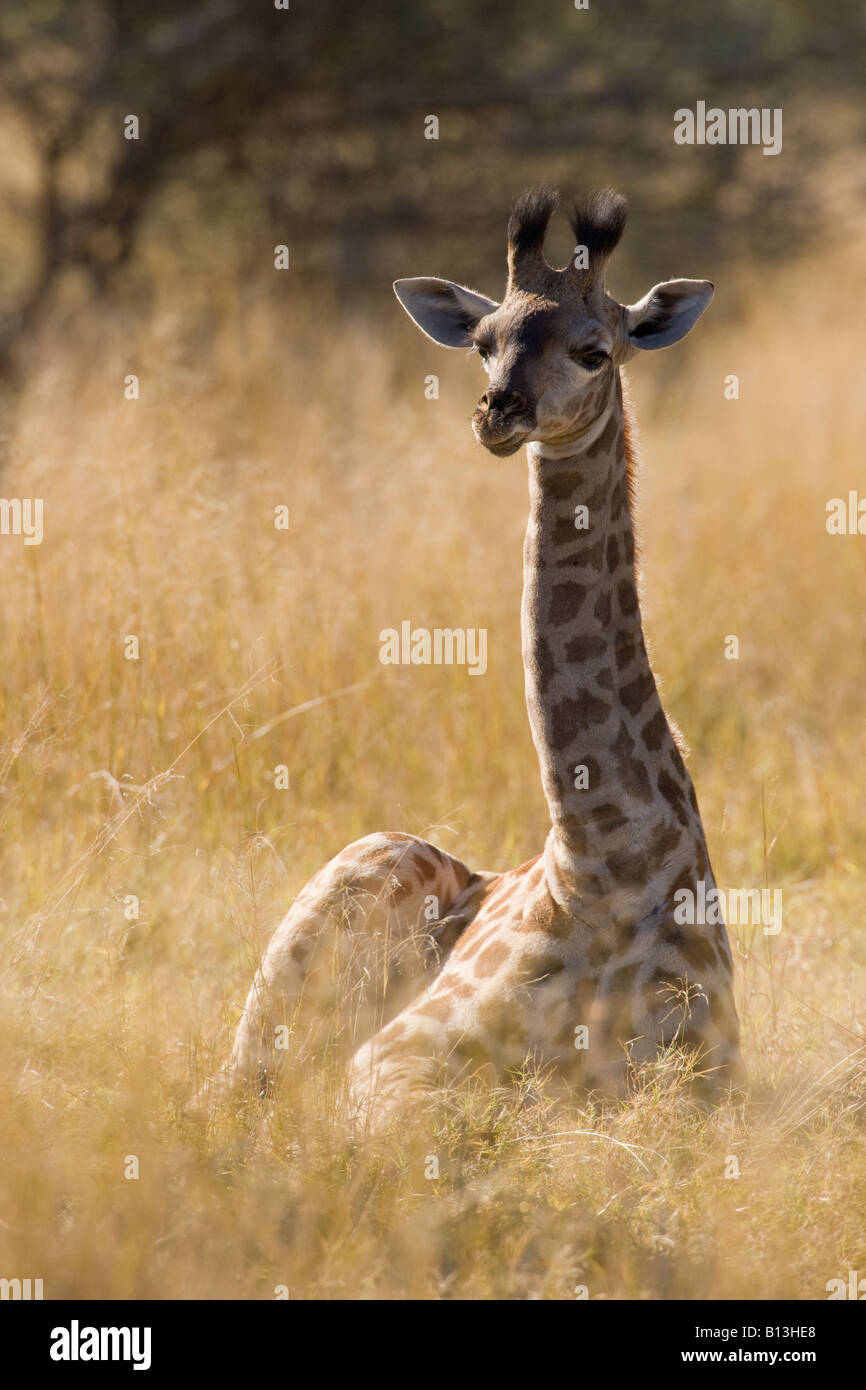 Baby giraffe looking up hi-res stock photography and images - Alamy