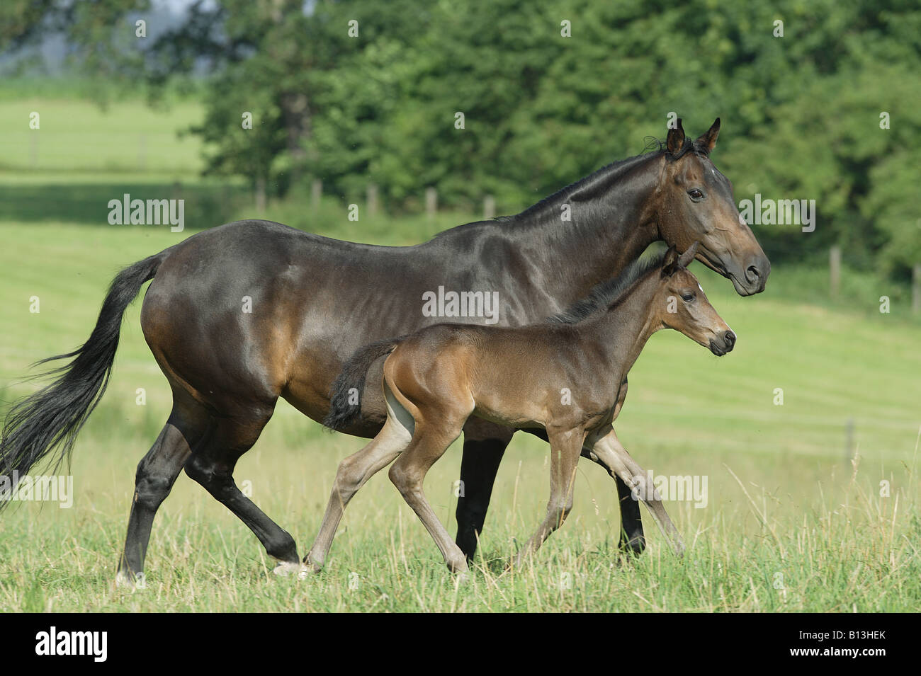 thoroughbred horse - mare with foal walking on meadow Stock Photo - Alamy