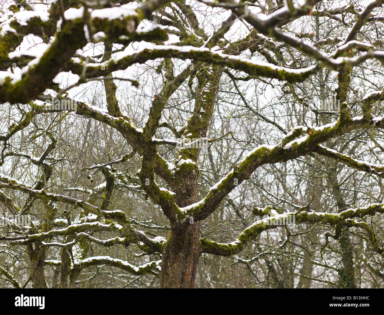 Tree limbs in snow hi-res stock photography and images - Alamy