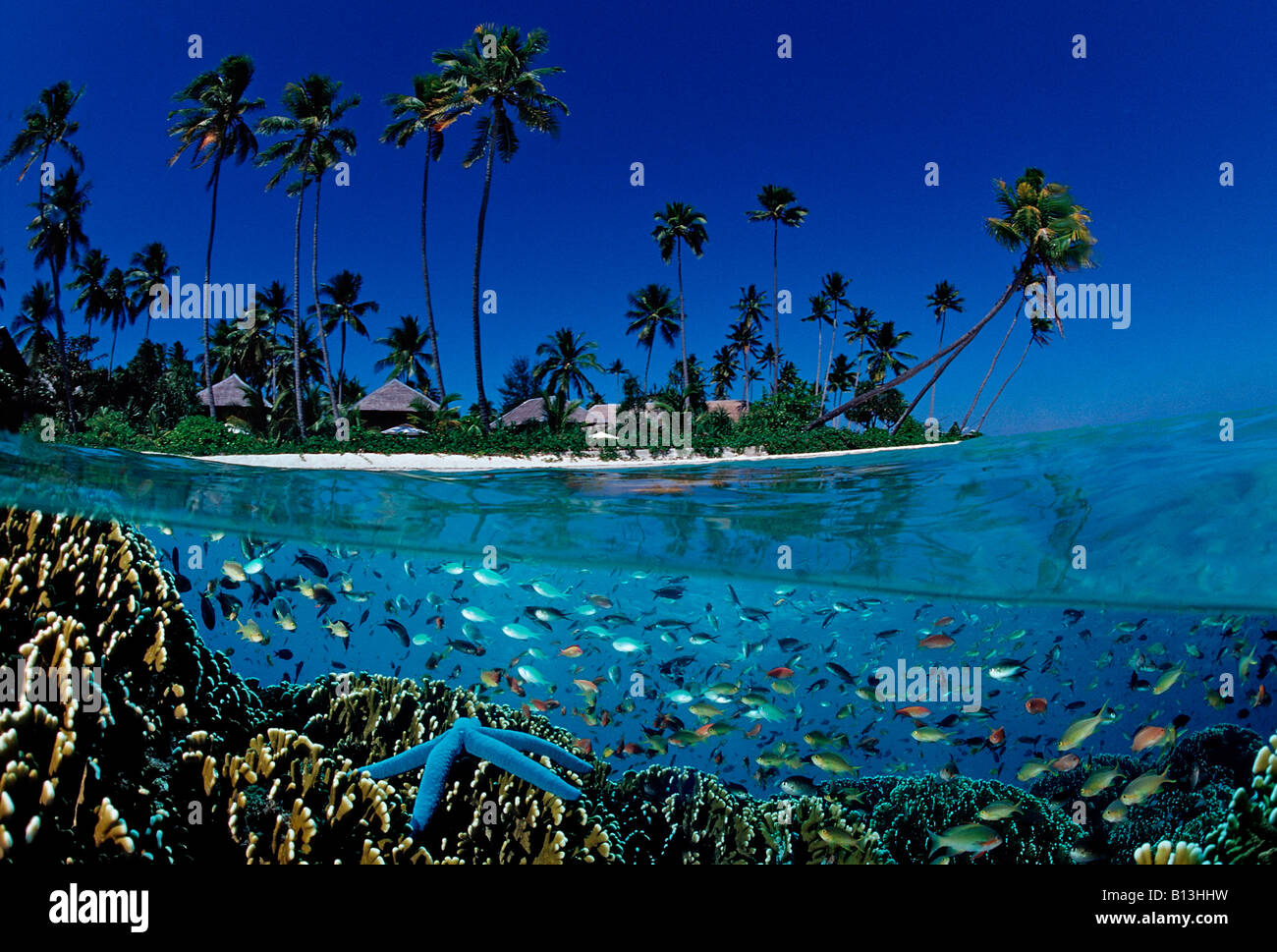 Coral reef composition hi-res stock photography and images - Alamy