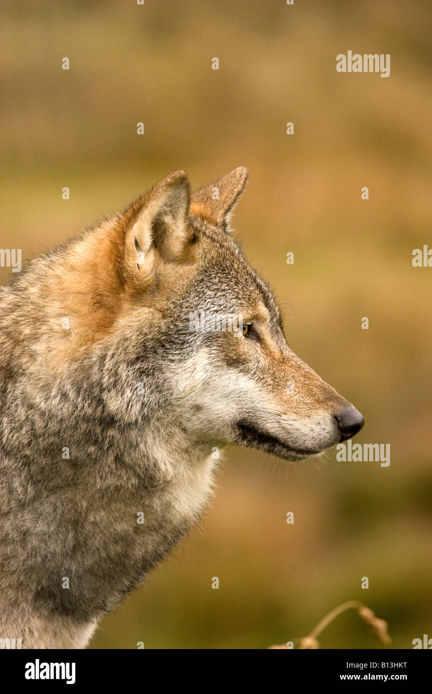 EUROPEAN GREY WOLF Stock Photo - Alamy