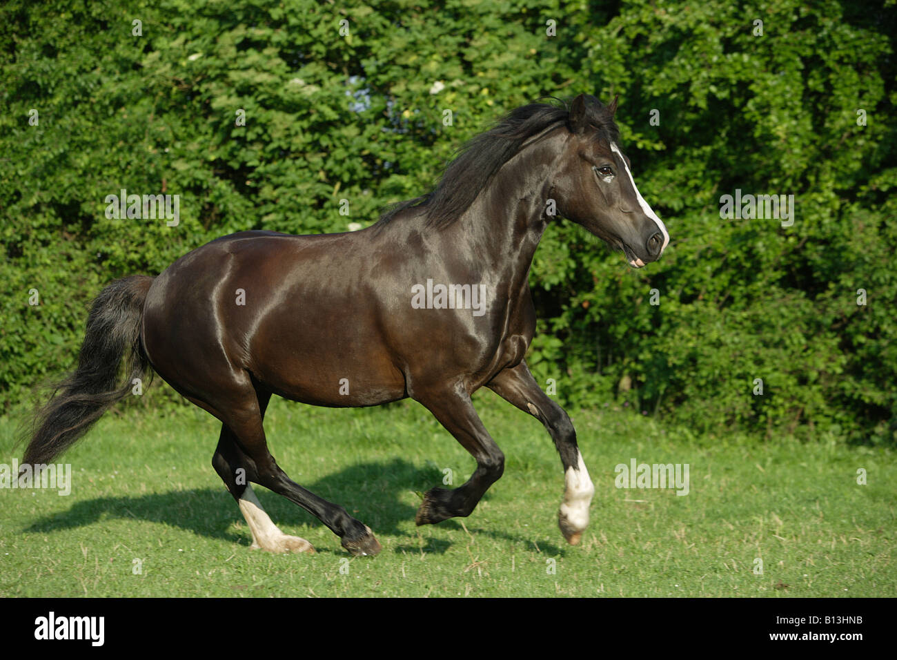 welsh cob - galloping on meadow Stock Photo - Alamy