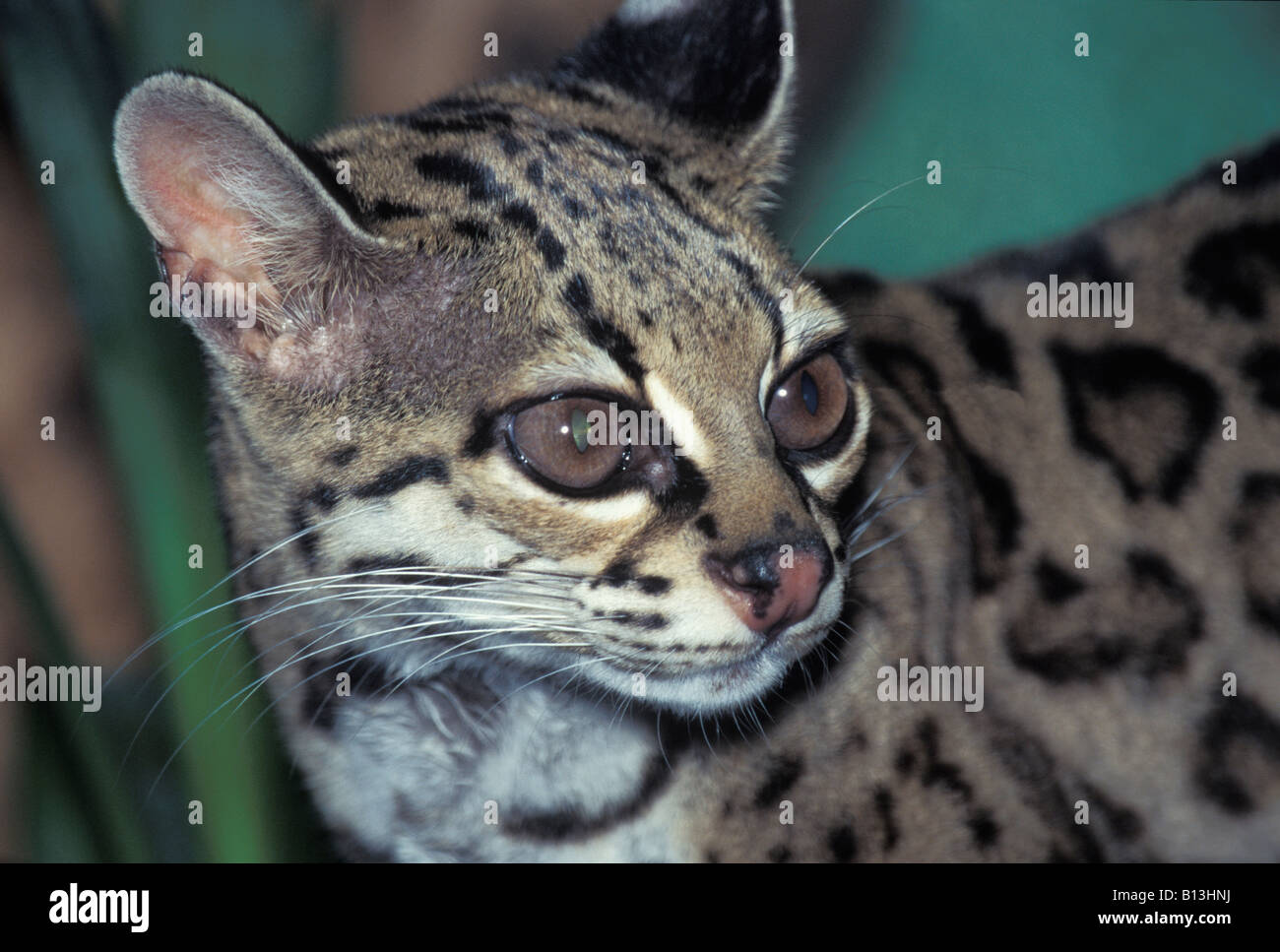Ozelot leopardus pardalis High Resolution Stock Photography and Images ...