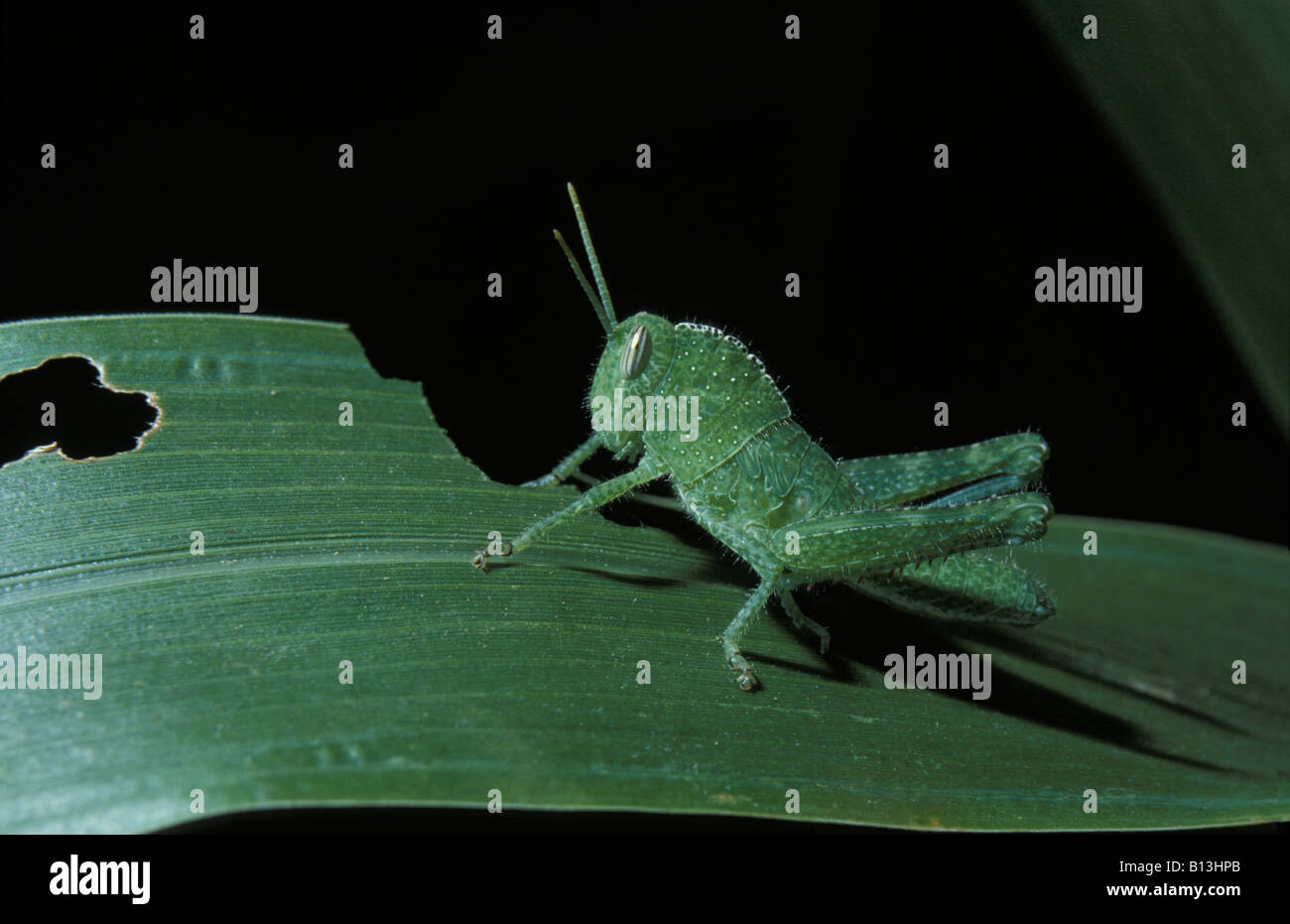 sauterelle Bush cricket juvenile sauterelle Bush cricket juvenile ...