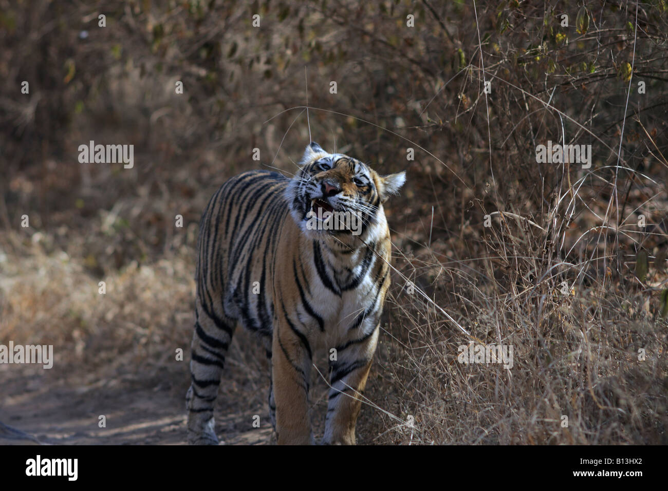 Munching Grass,Bengal Tiger (Panthera Tigris Stock Photo - Alamy