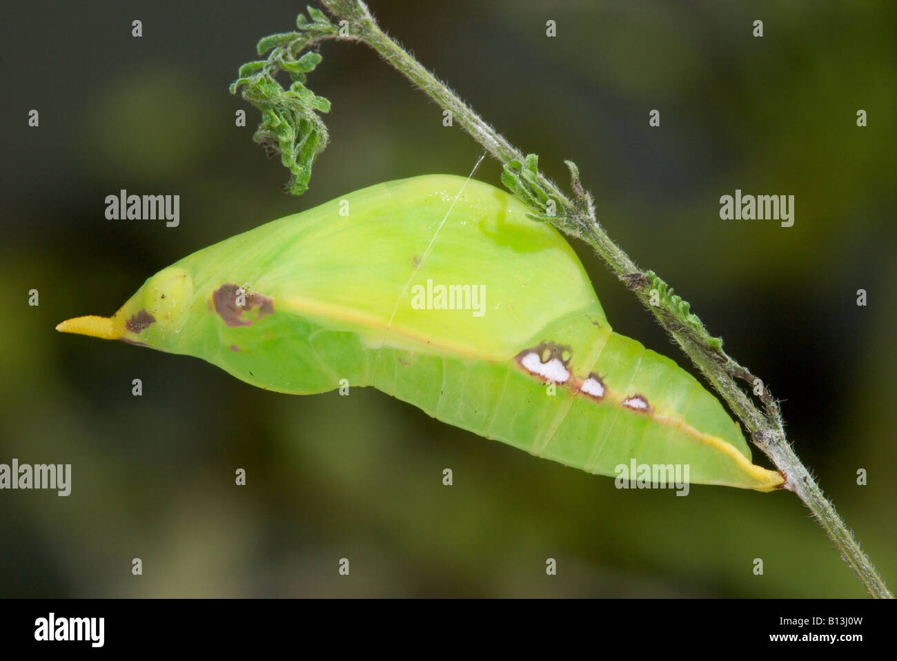 Hatching sulphur butterfly hi-res stock photography and images - Alamy