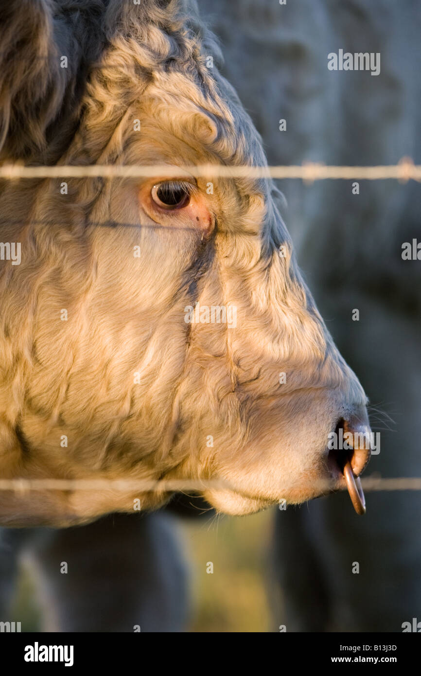 Barbed head hi-res stock photography and images - Alamy